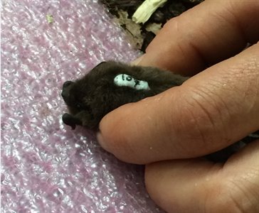 Radio telemetry to track bat migration in the North Sea | Noordzeeloket
