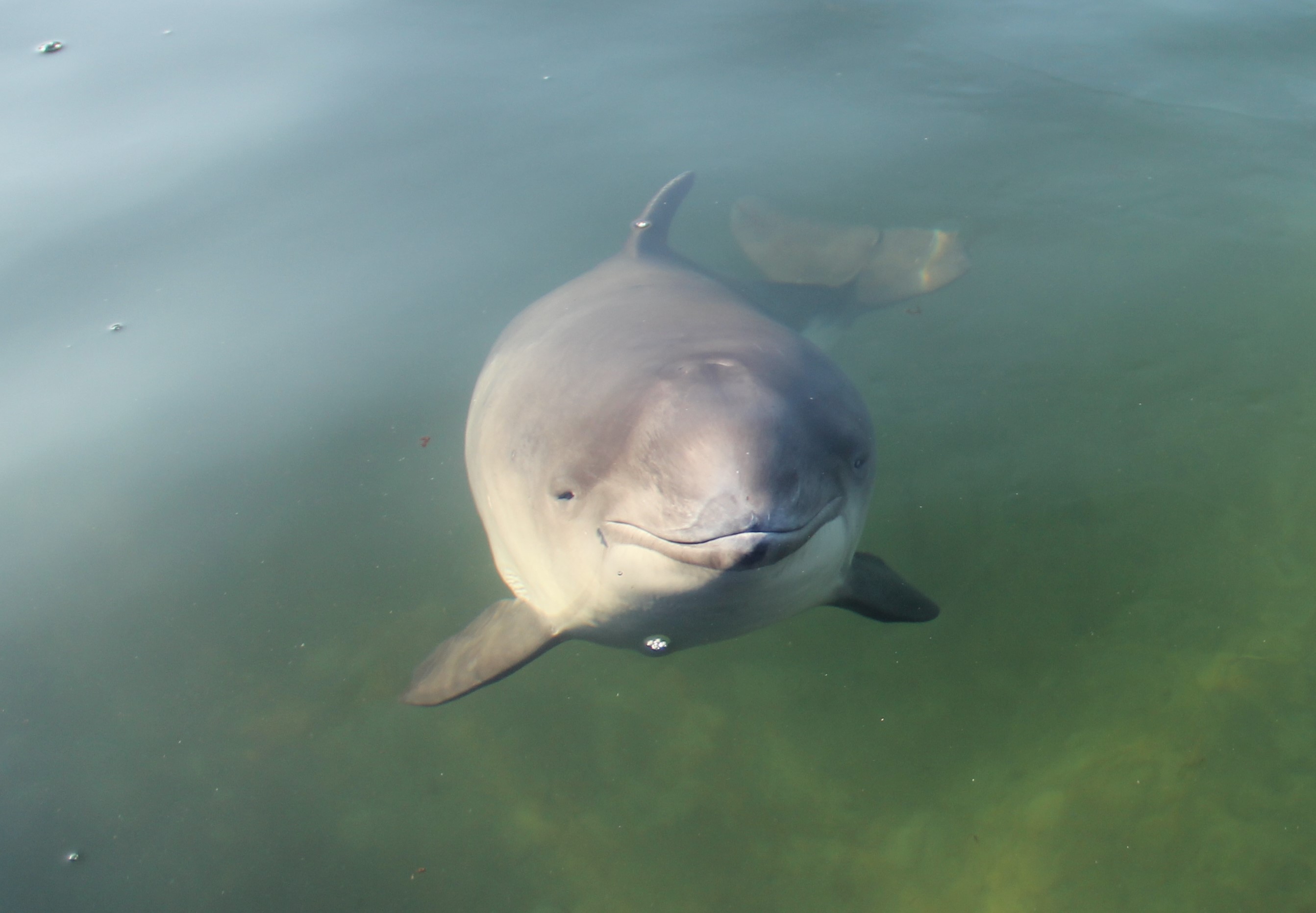 Natura 2000 Beheerplannen Friese Front, Doggersbank en Klaverbank ...
